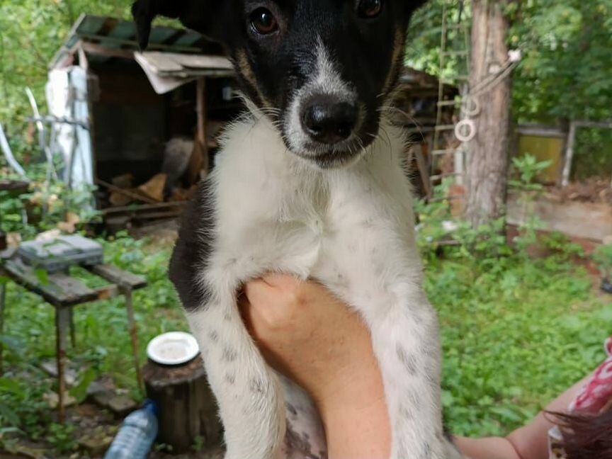 Собака в добрые руки отдам бесплатно