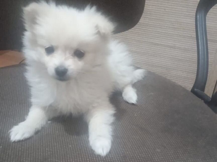 Щенки шпица