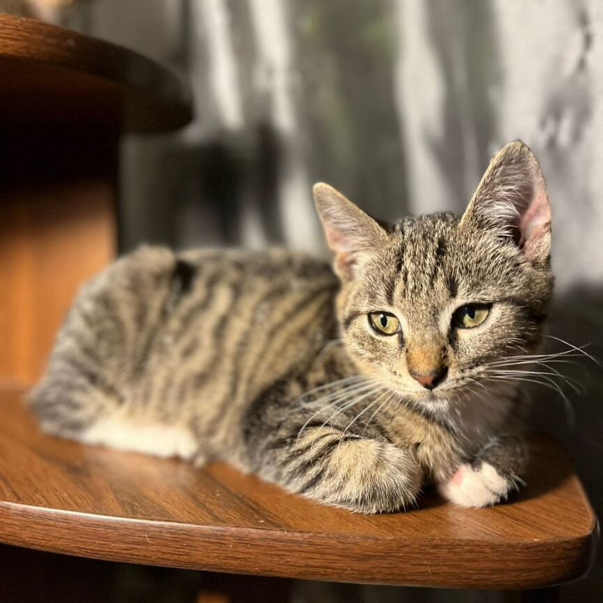 Кот