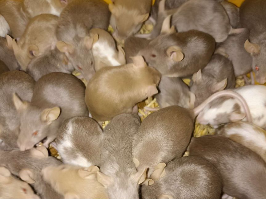 Мыши на корм(заморозка)