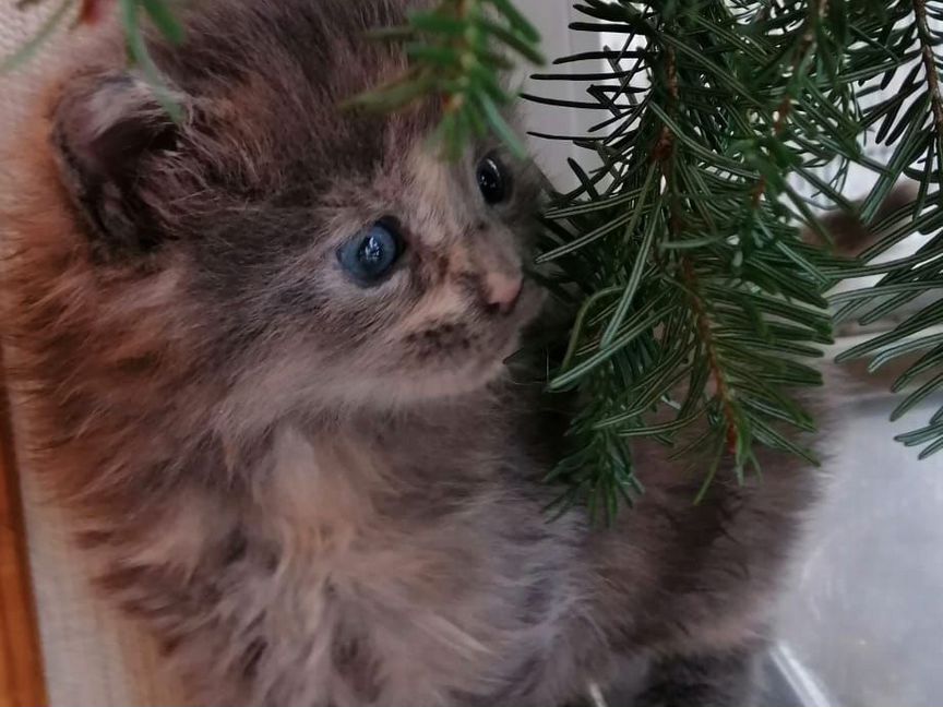 Нежная кошечка с родословной