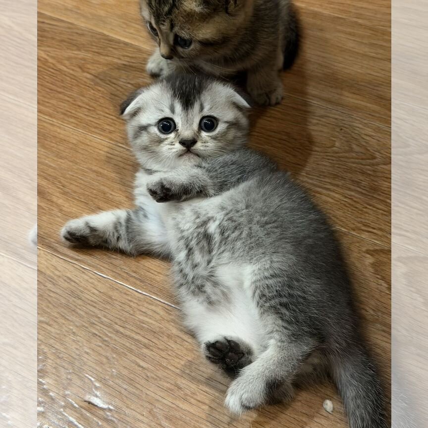 Шотландский вислоухий короткошёрстный котёнок