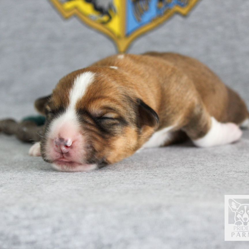 Корги кардиган