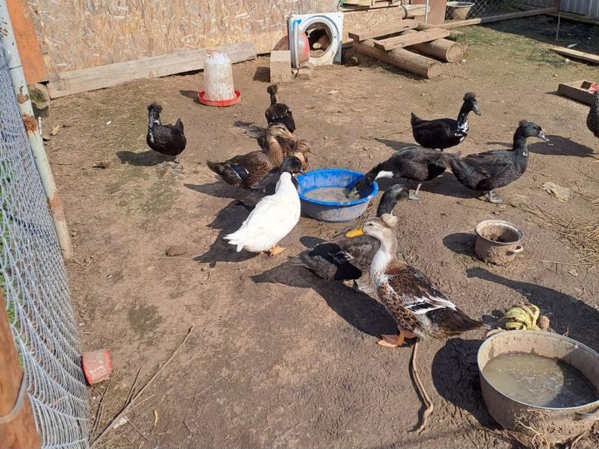 Утки хохлатые