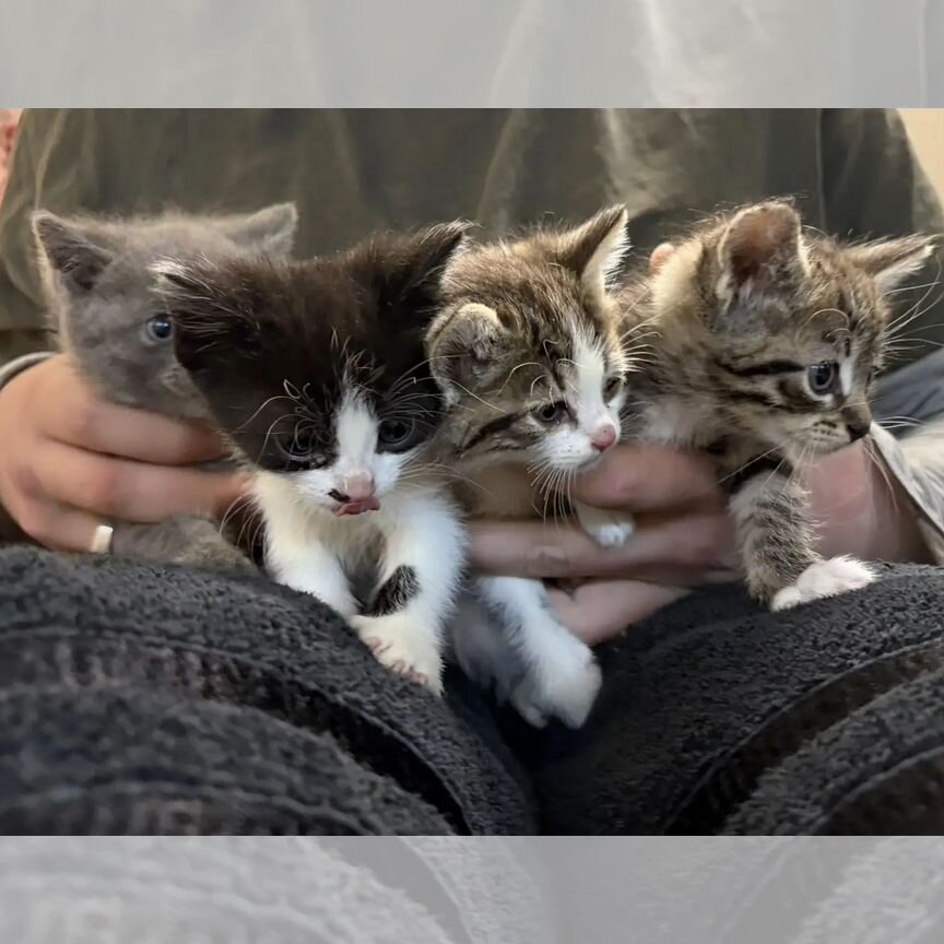 Котёнок в добрые руки