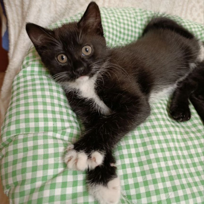 Котёнок в добрые руки