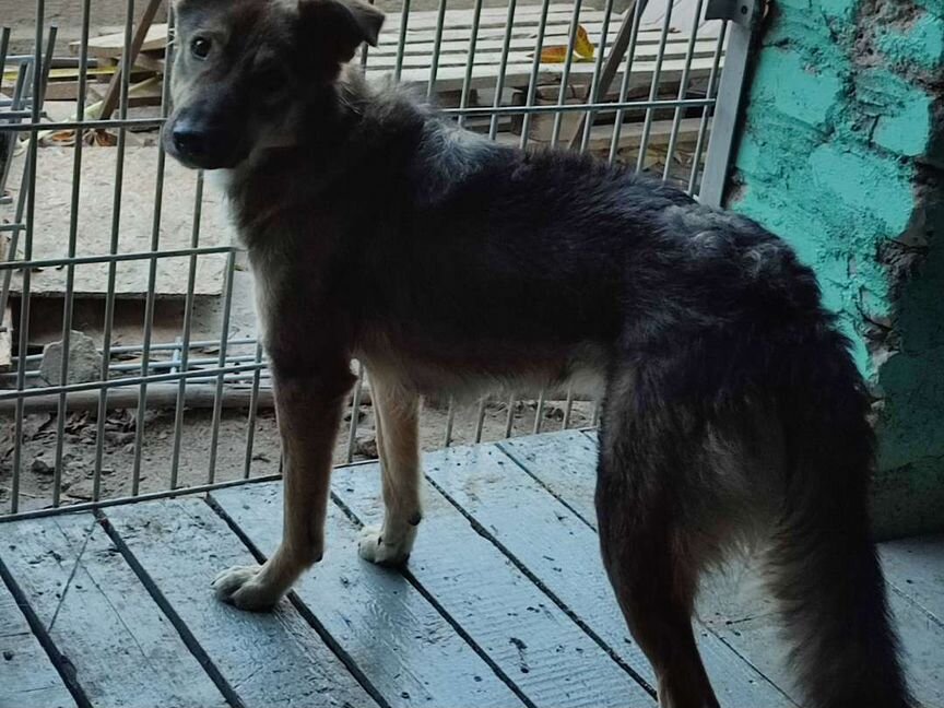 Собака в добрые руки