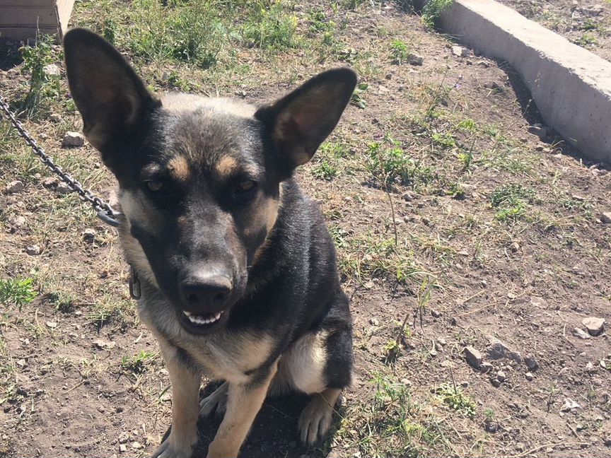 Собака в добрые руки. Мальчик. 2 года