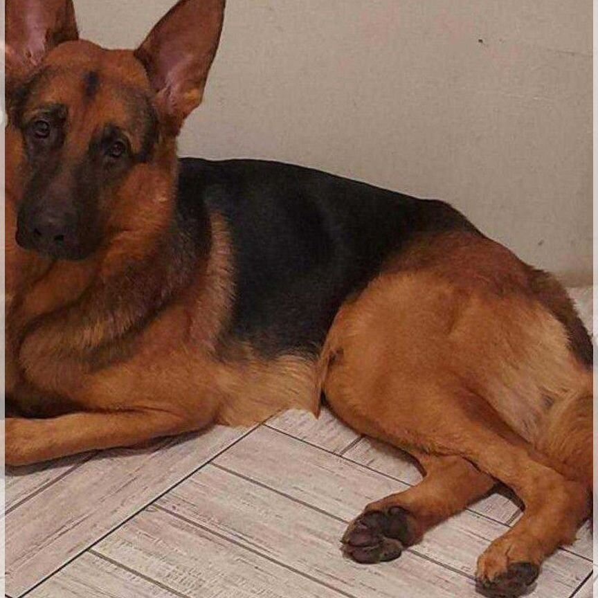 Щенки немецких овчарок