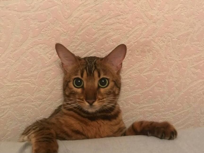 Кошки в добрые руки бесплатно