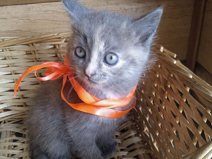 Британские котята в дар
