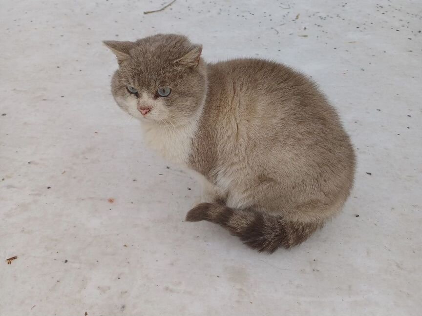 Пряник - кот с голубыми глазами