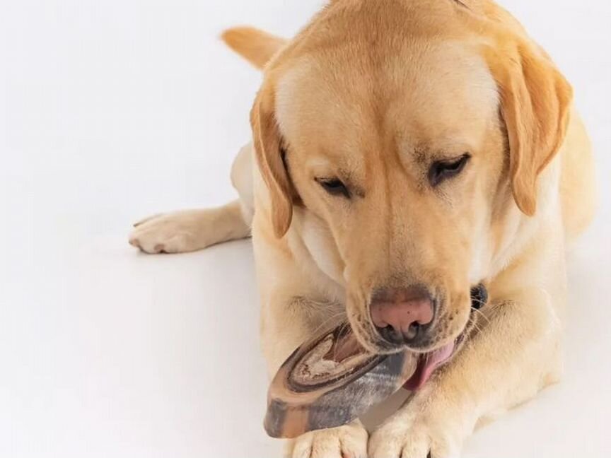 Лакомства для собак