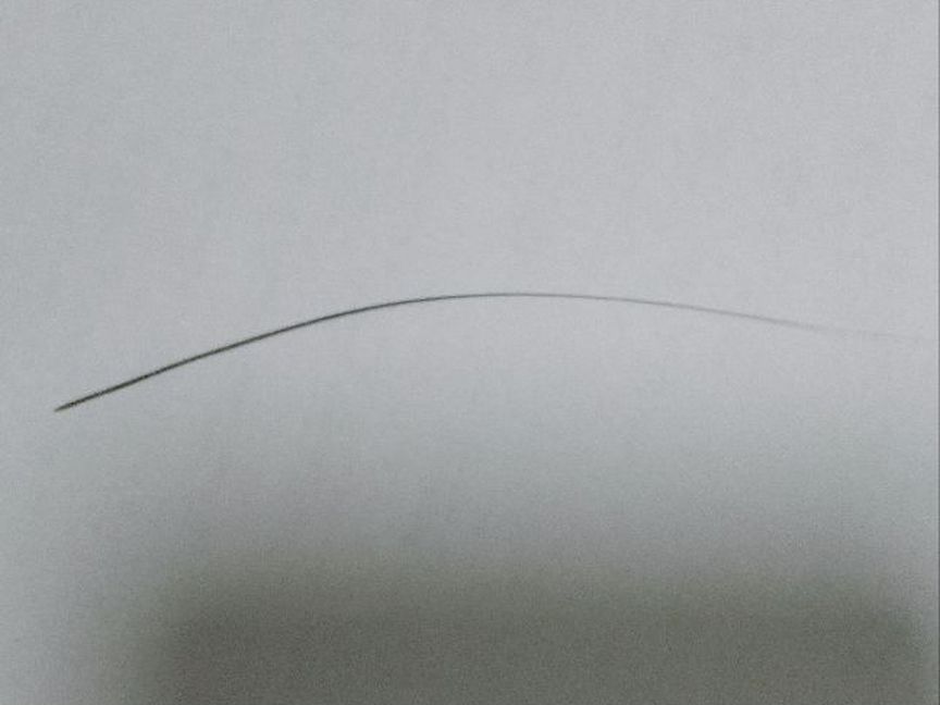 Усы чёрного редкого австралийского кота