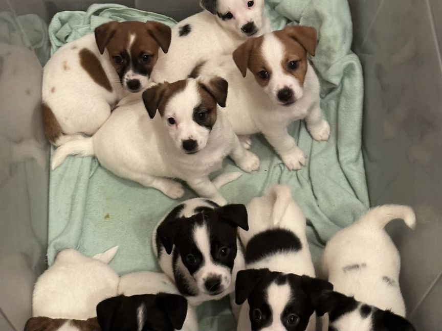 Джек Рассел терьер