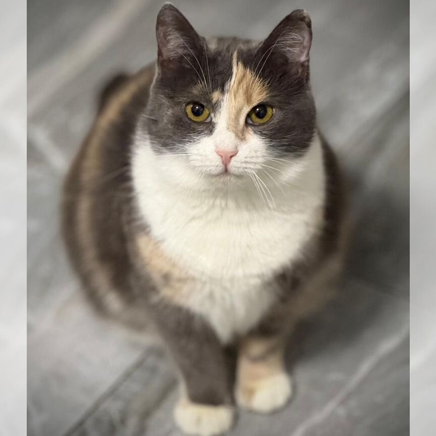 Кошечка