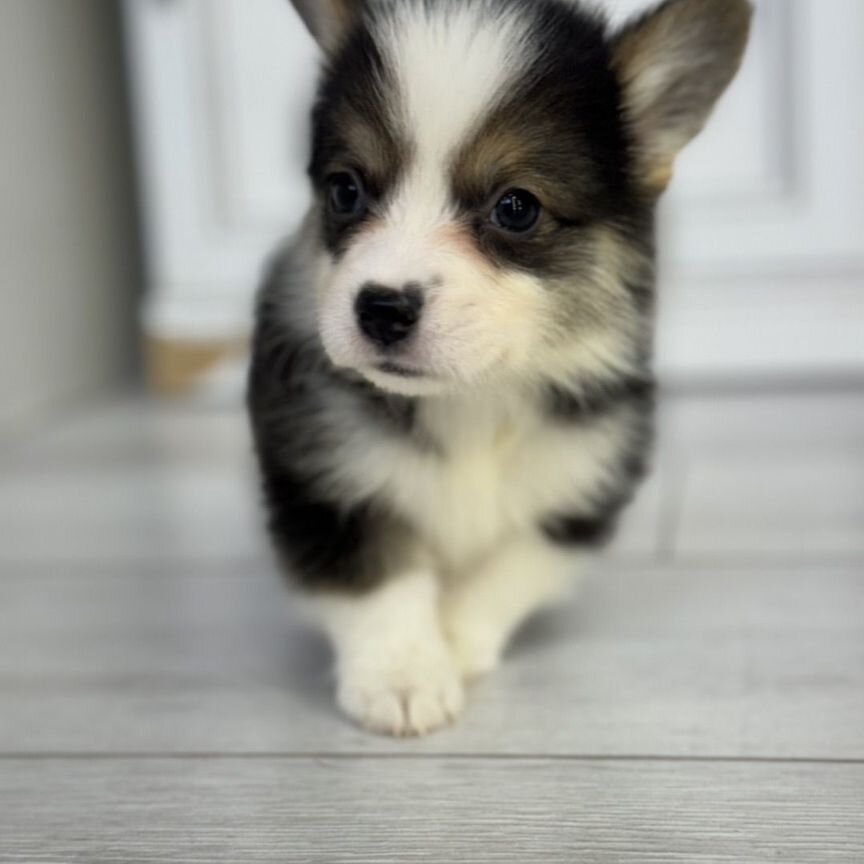 Вельш-корги щенки