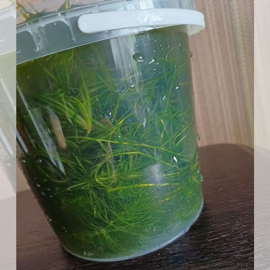 Аквариумные растения прополка