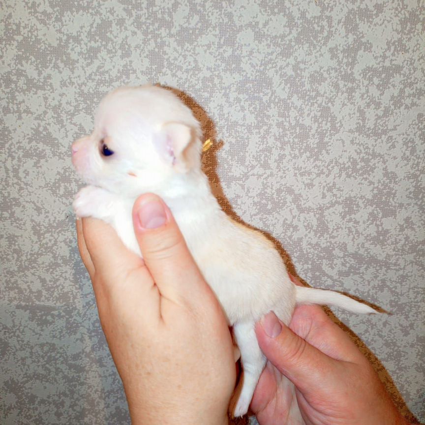 Чихуашки - разноцветные горошки