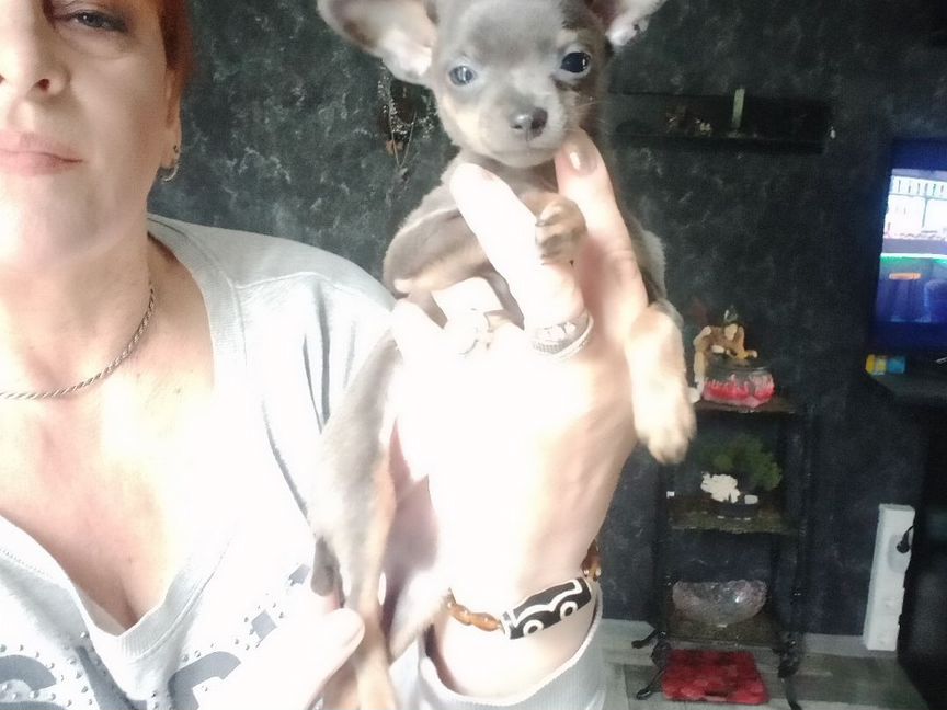 Той-терьер гном гномыч мини