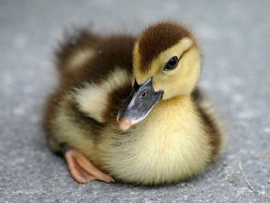 Индоутенок