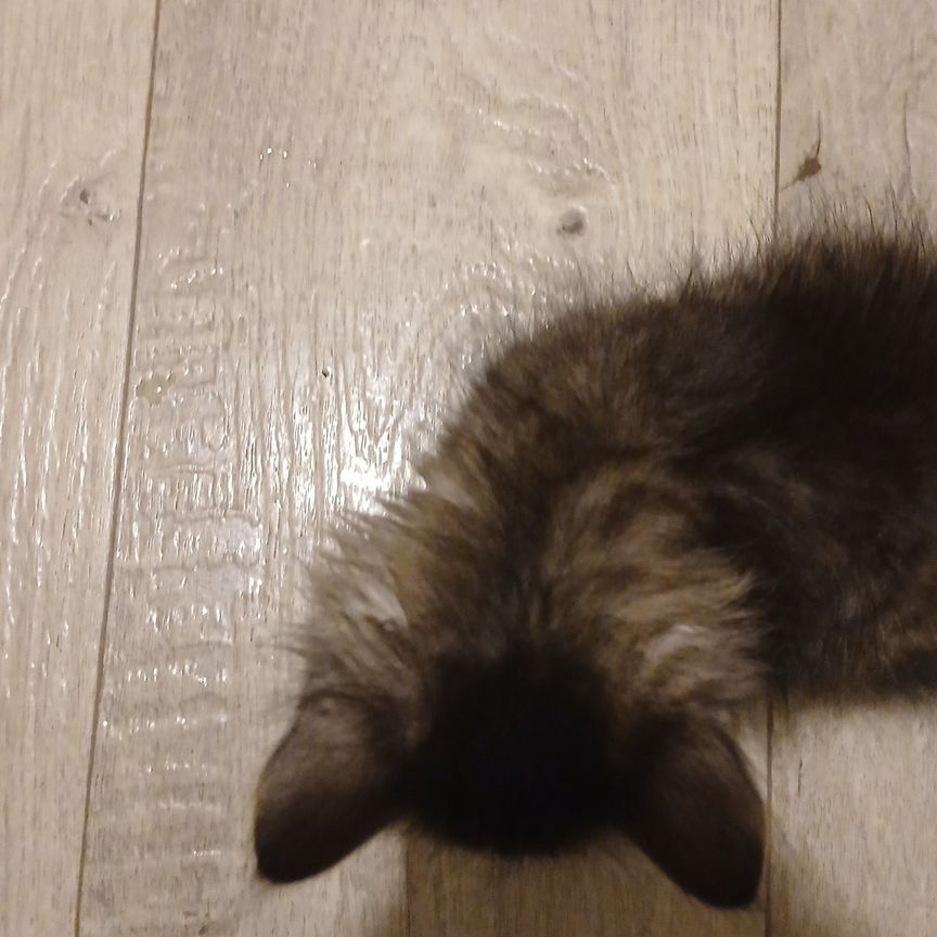 Кошечка
