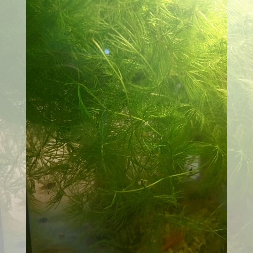 Для аквариума