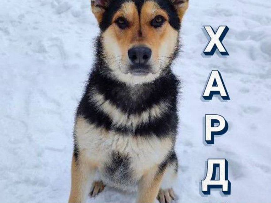 Собака Харди в дар
