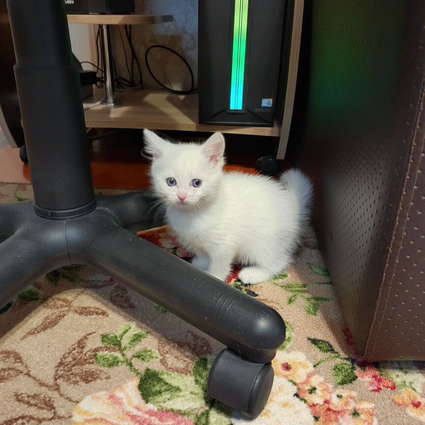 Белый котёнок