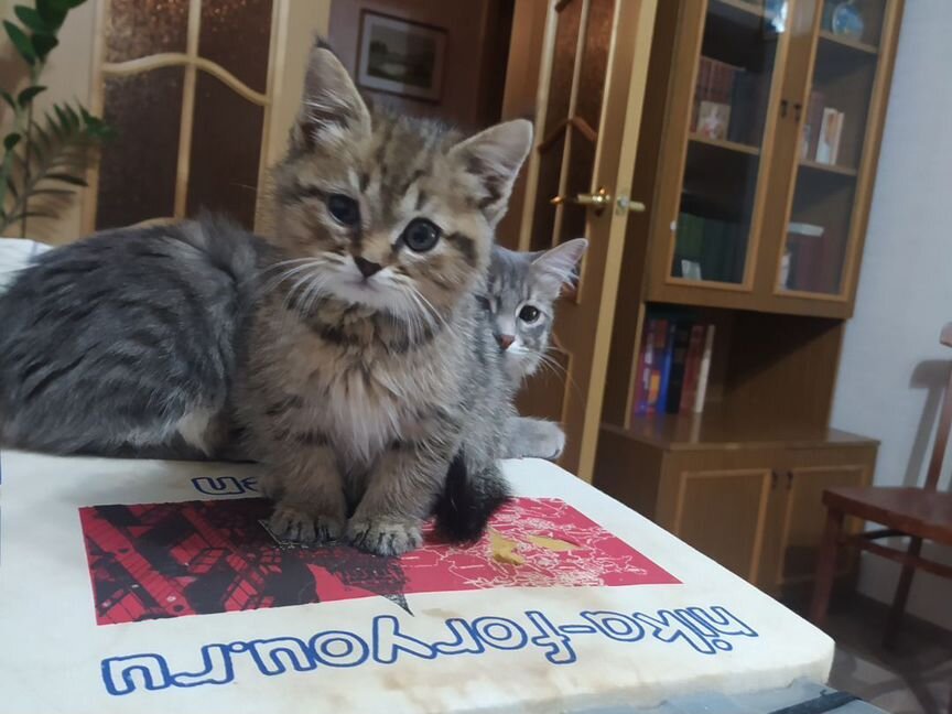 Кошечка- крошечка