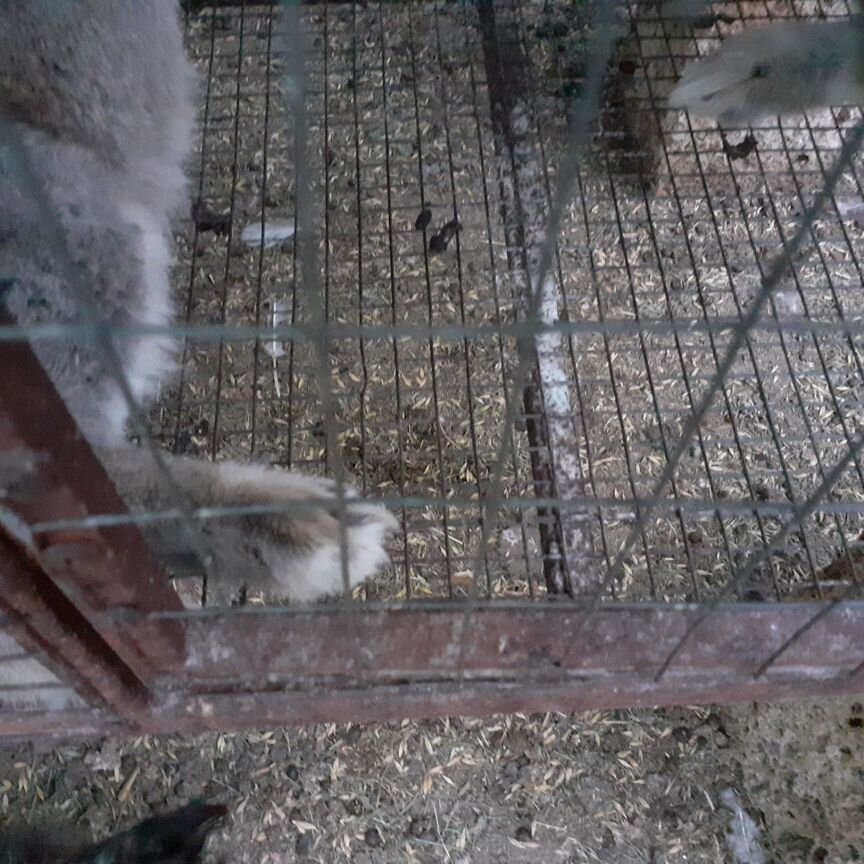 Клетки для животных