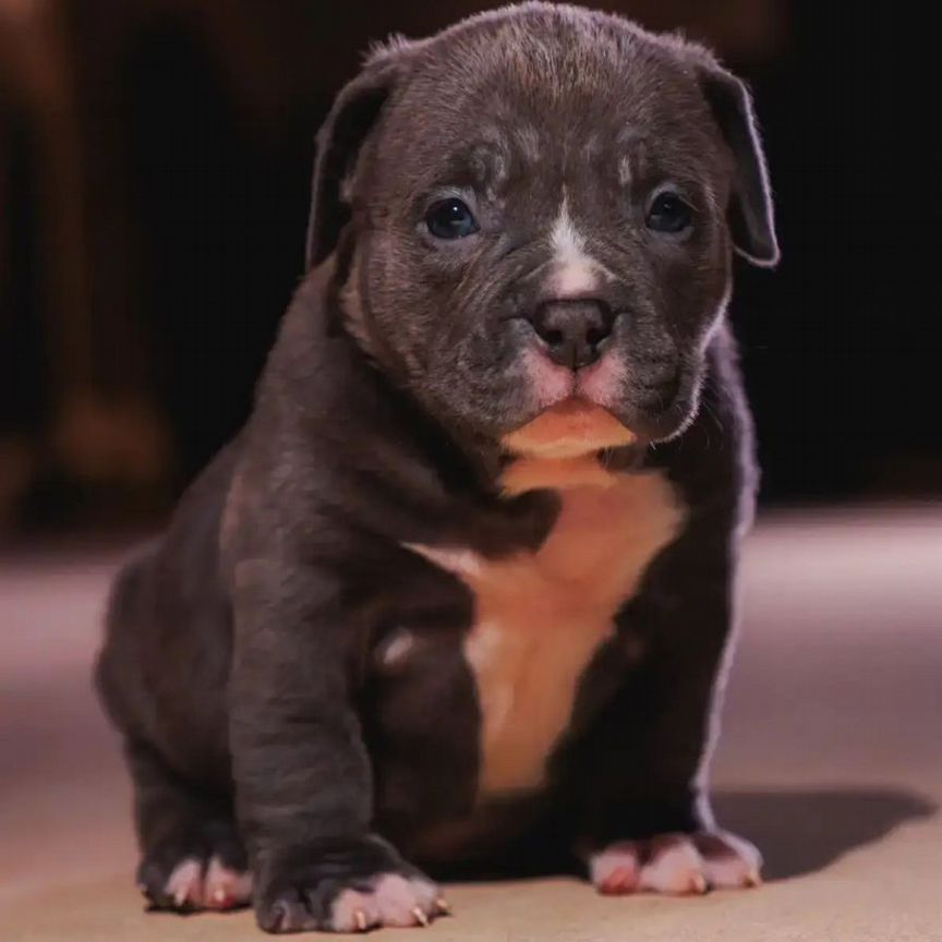 Американский булли, щенок