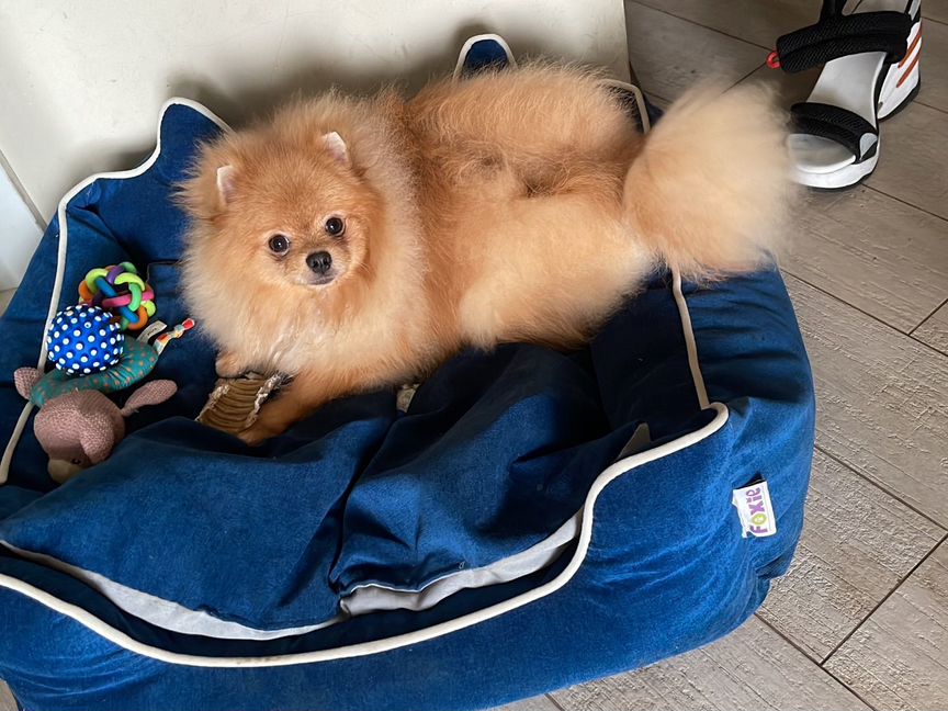 Шпиц мальчик