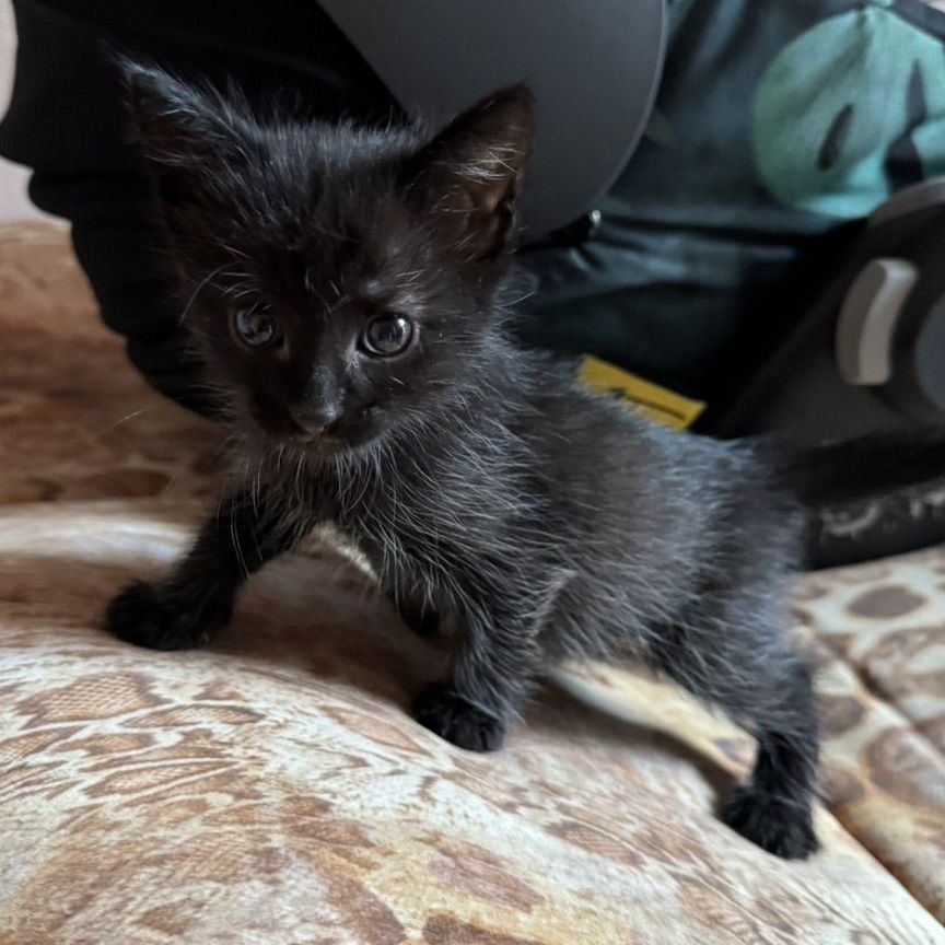 Красивый черный котик в добрые руки