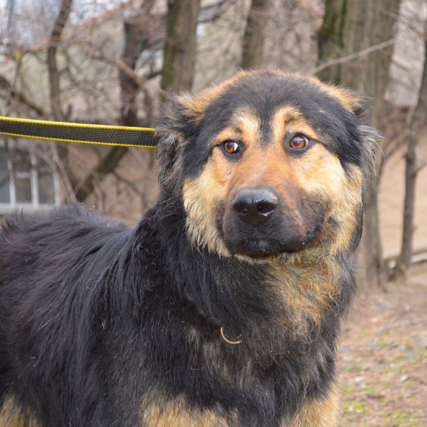 Немецкая овчарка бесплатно