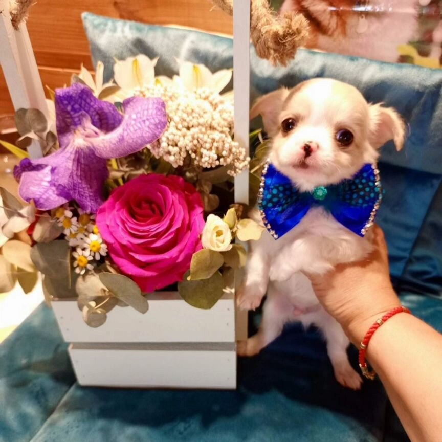 Обаятельный красавчик