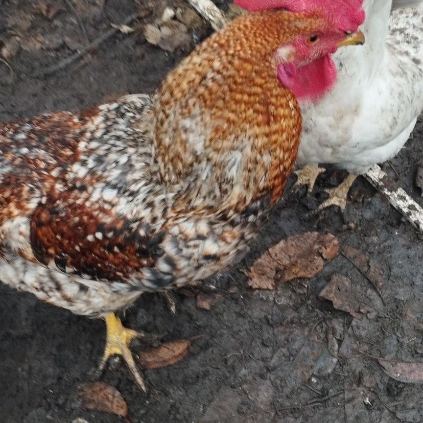 Молодые петухи