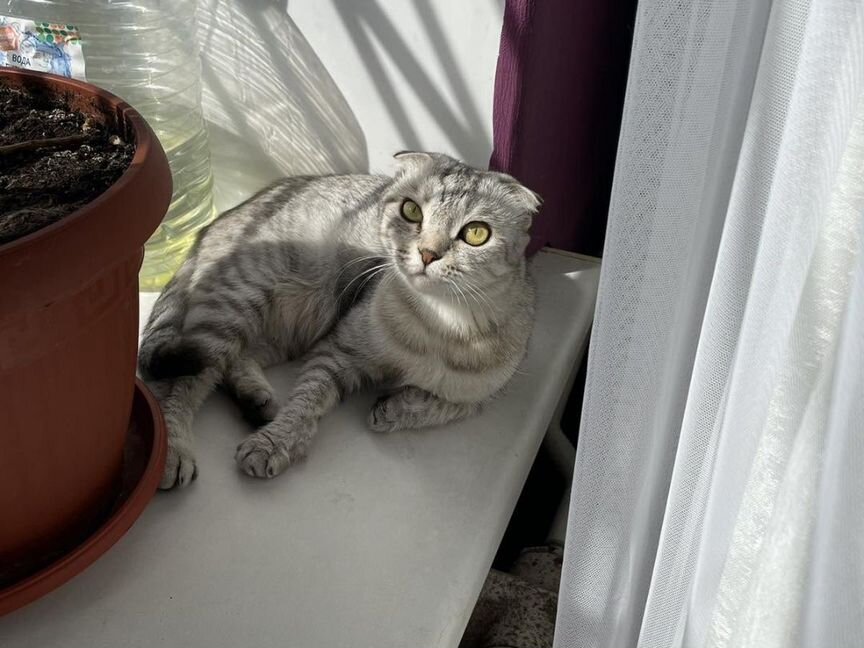 Британка Шотландская вислоухая