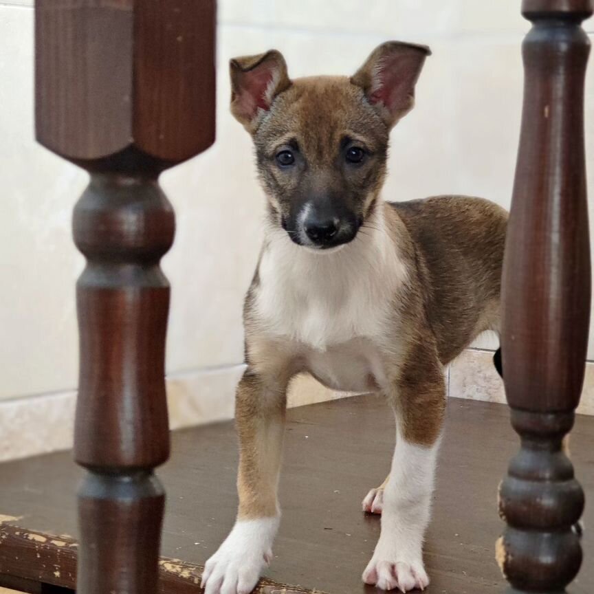 Щенок мальчик 2 месяца в добрые руки