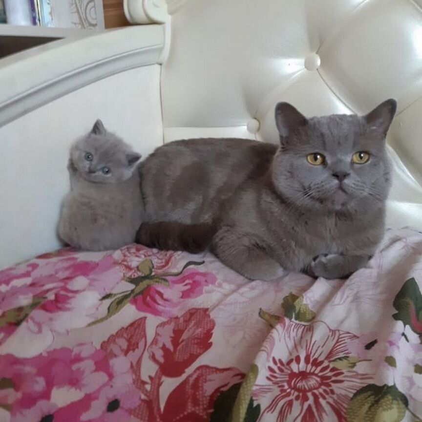 Котёнок