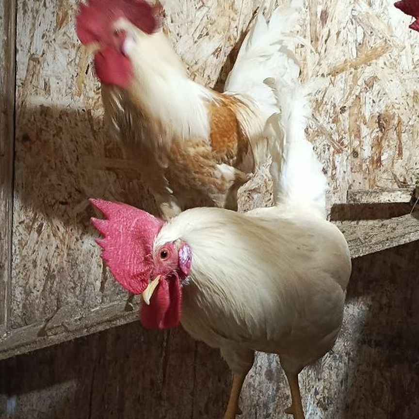 Молодые петухи