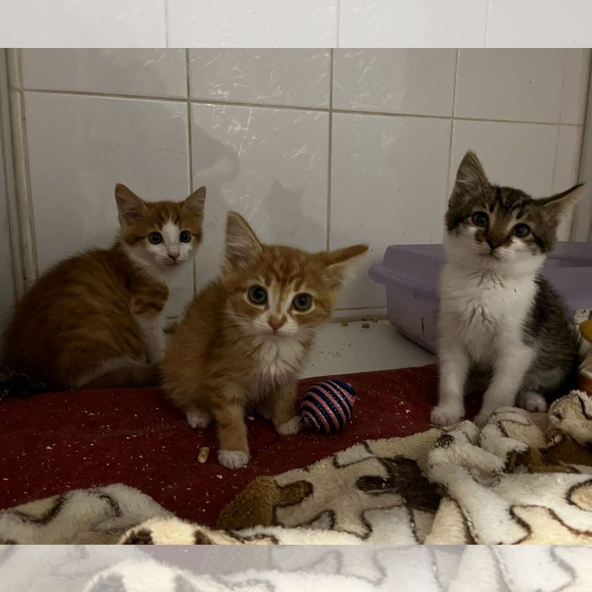 Котята в поиске дома