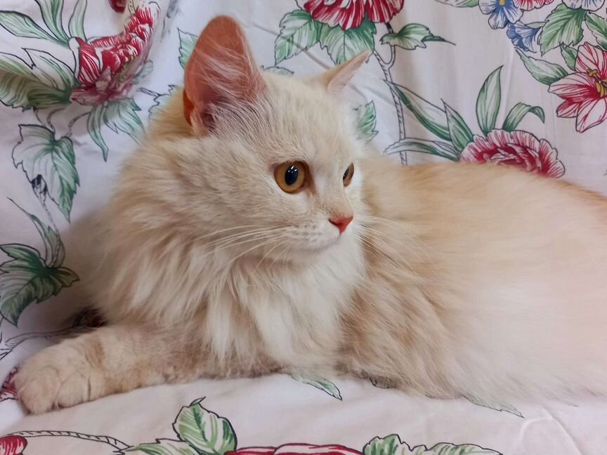 Персея ищет дом