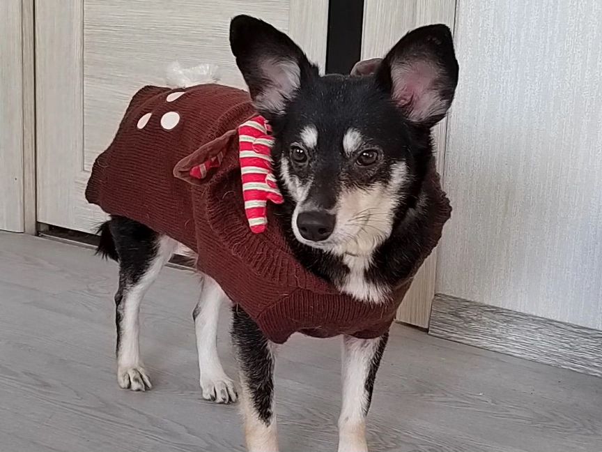 Собака в добрые руки