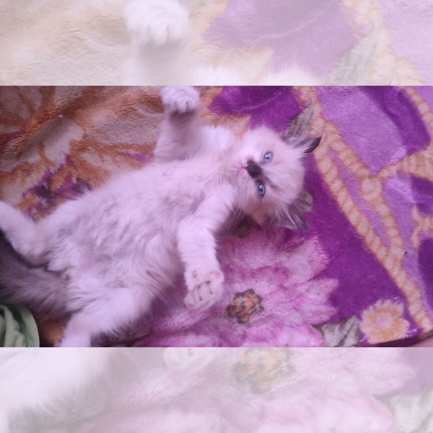 Сиамский котёнок