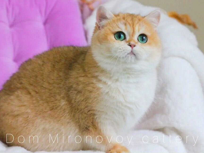Британская золотая кошечка