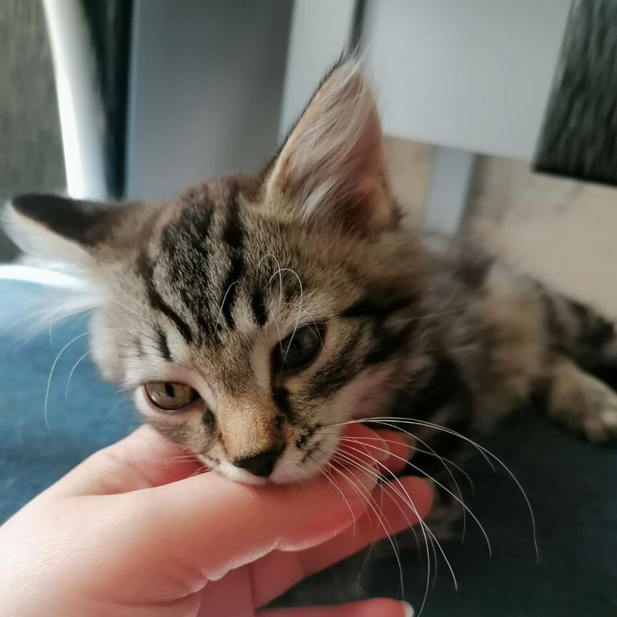 Отдам котёнка в добрый руки