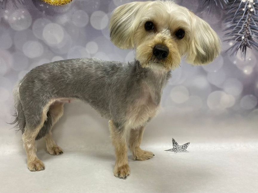 Собака в добрые руки маленькая порода