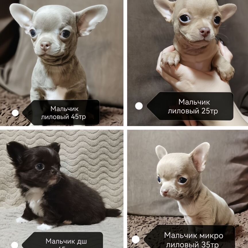 Чихуахуа, щенок