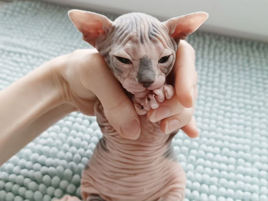 Котята сфинкс